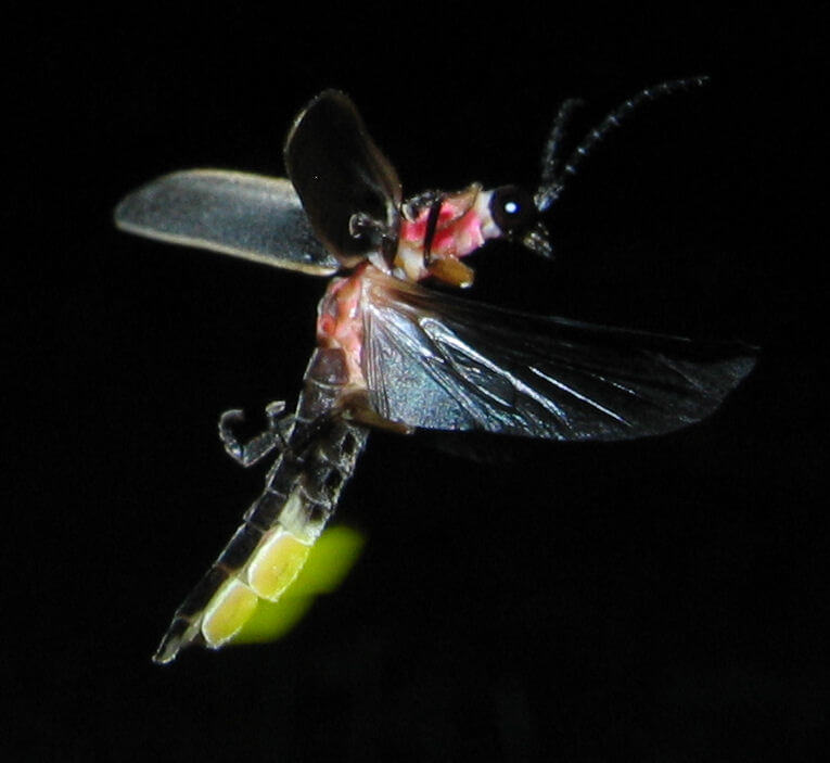 Electronegativity, Bonding, and Bioluminescence – BiteScis